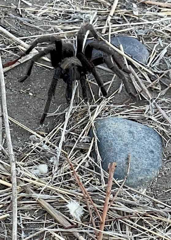 Tarantula Trek @ Black Star Canyon | Black Star Canyon Falls Trailhead ...
